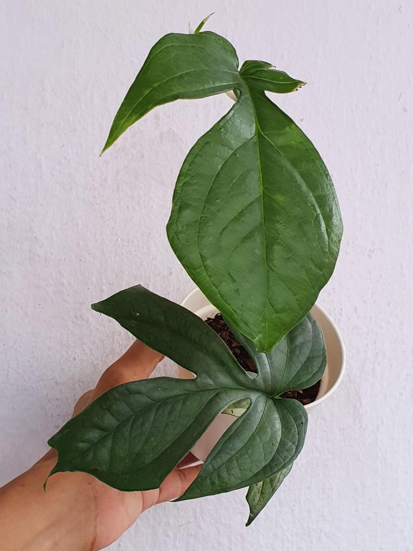 Amydrium Medium Silver 30cm, Furniture & Home Living, Home Decor ...