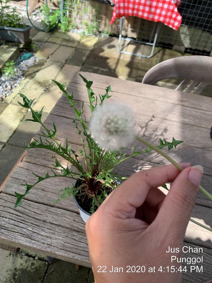 Dandelion seedling, Gardening, Plants on Carousell