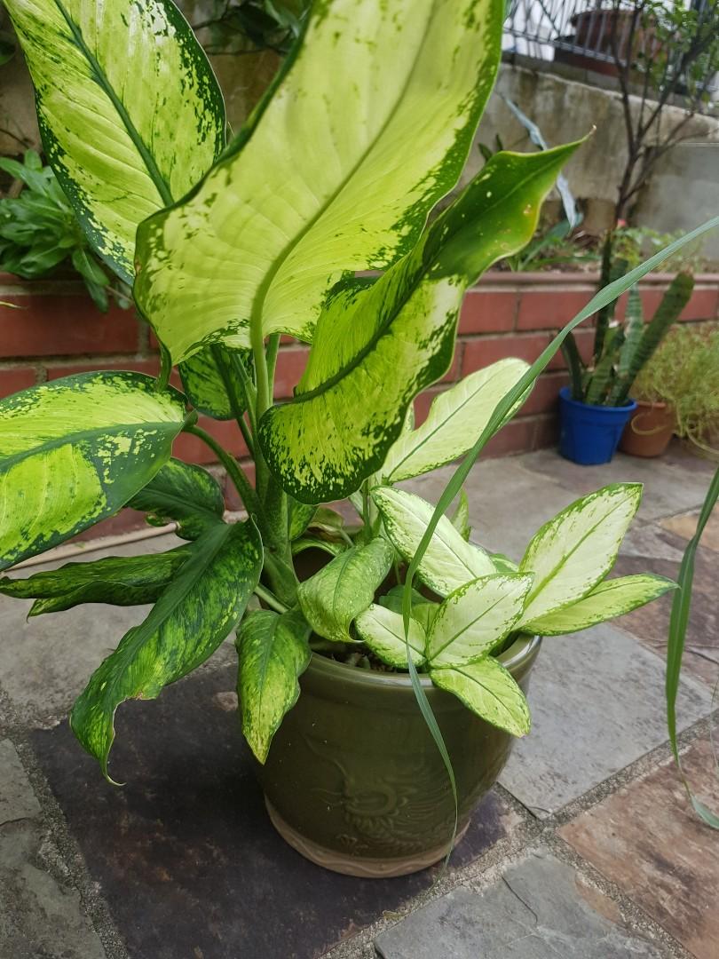 Dieffenbachia Variegated (Dumb cane), Furniture & Home Living ...