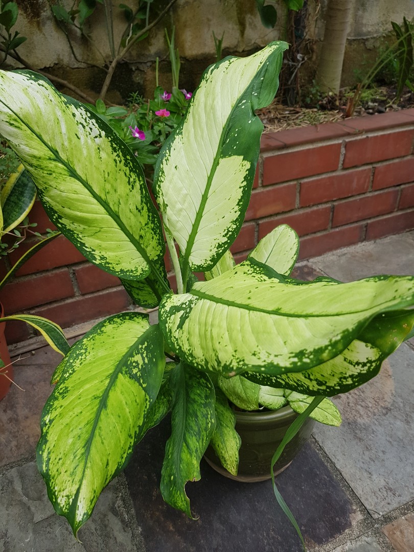 Dieffenbachia Variegated (Dumb cane), Furniture & Home Living ...