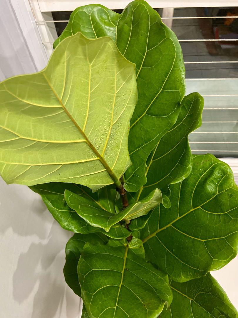 Fiddle Leaf Fig // Ficus Lyrata REAL PLANT/ POKOK HIDUP One plant in ...