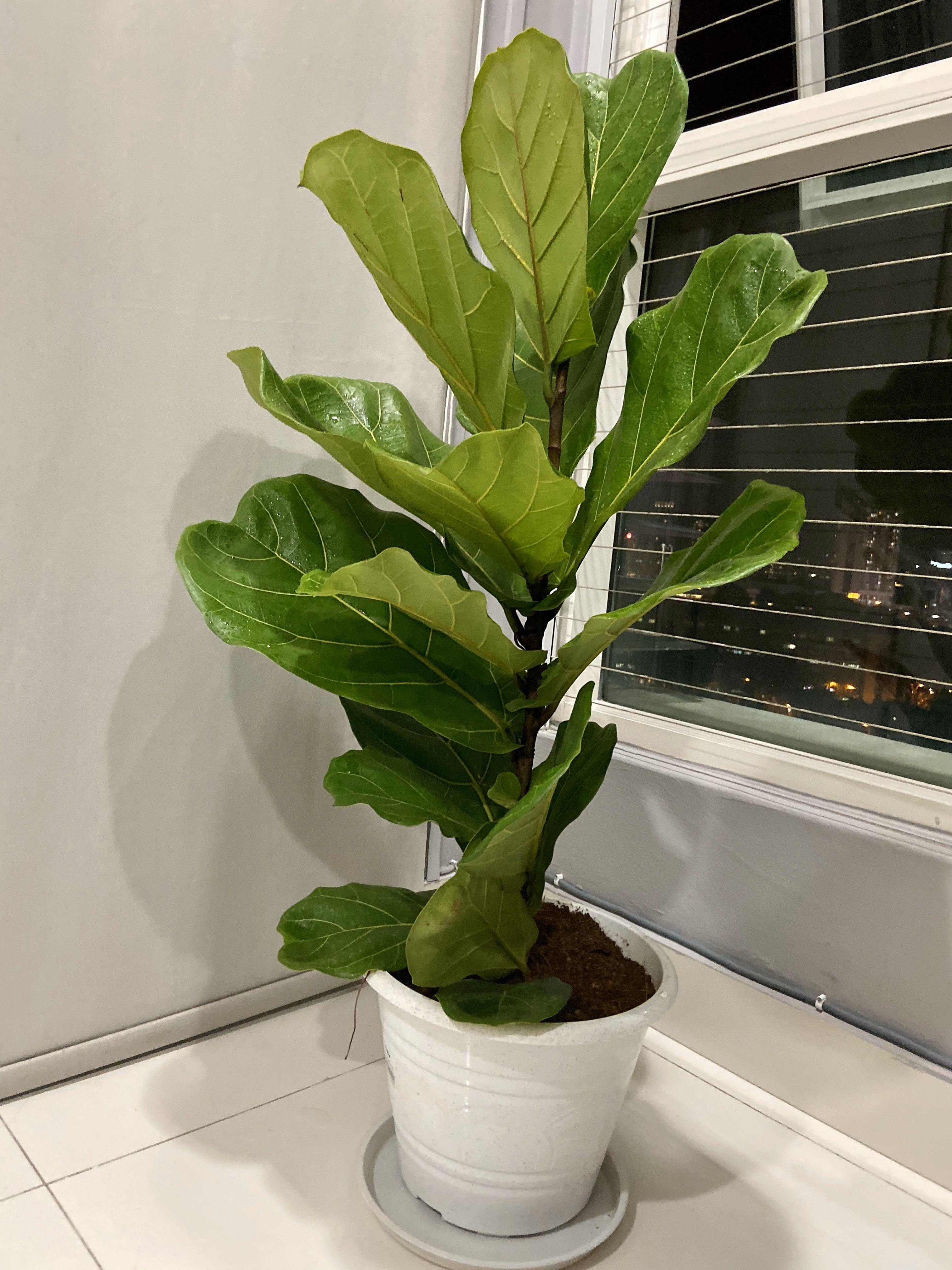 Fiddle Leaf Fig // Ficus Lyrata REAL PLANT/ POKOK HIDUP One plant in ...