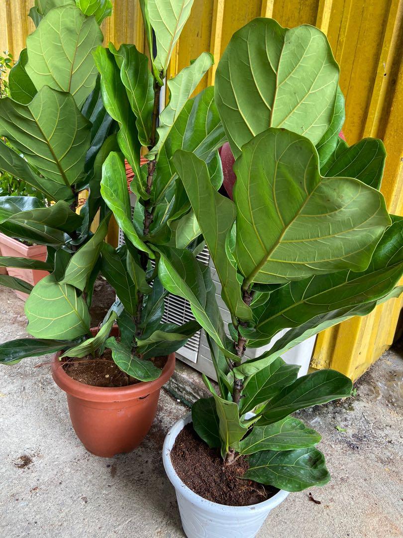 Fiddle Leaf Fig // Ficus Lyrata REAL PLANT/ POKOK HIDUP Two plants in ...