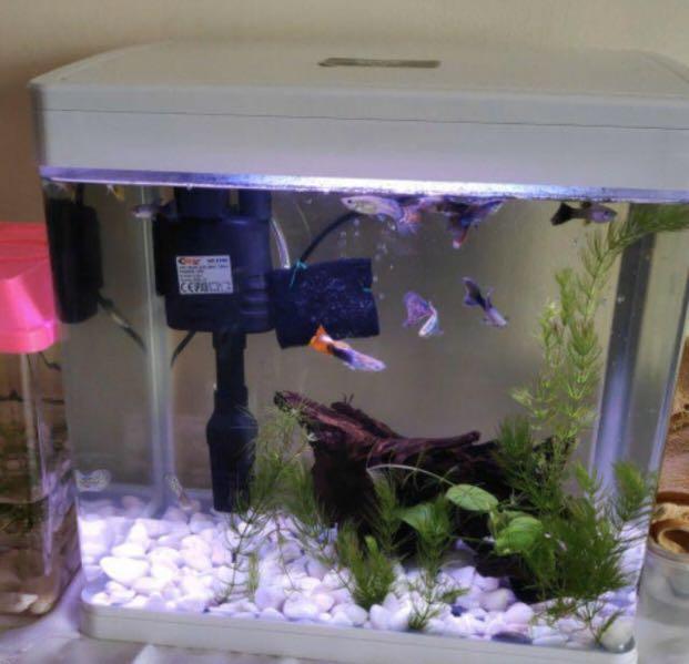 Ready Stock Sea Star Aquarium Eco Intelligent Color Control Mini LED ...