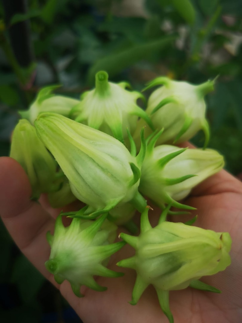 White Roselle Seeds, Furniture & Home Living, Gardening, Plants & Seeds ...