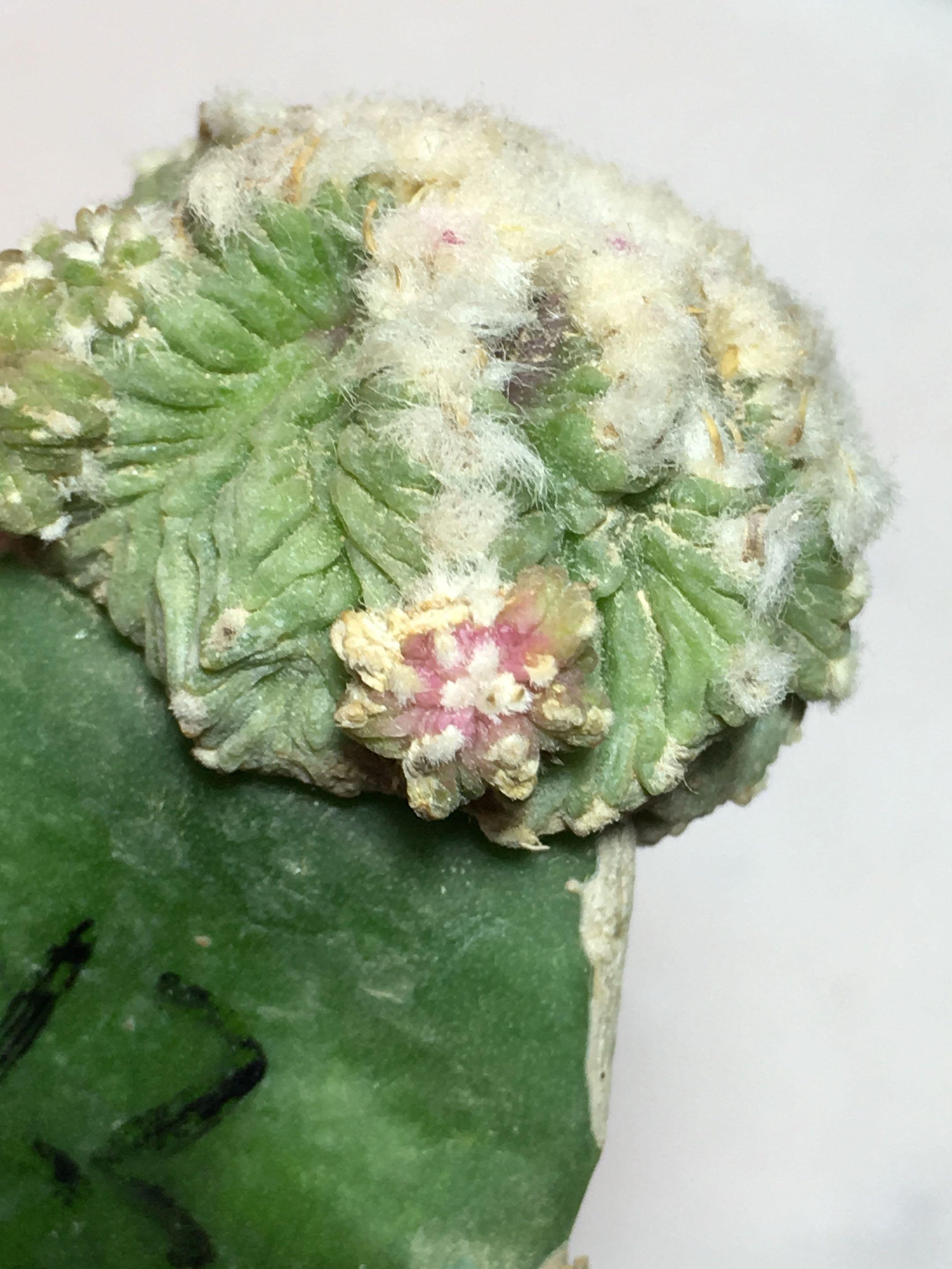 Aztekium Ritteri grafted, Furniture & Home Living, Gardening, Plants ...