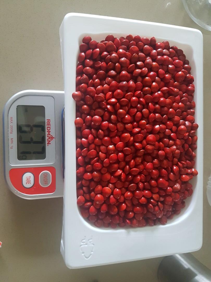 Saga seeds-100 seeds for 7, Furniture & Home Living, Gardening, Plants ...