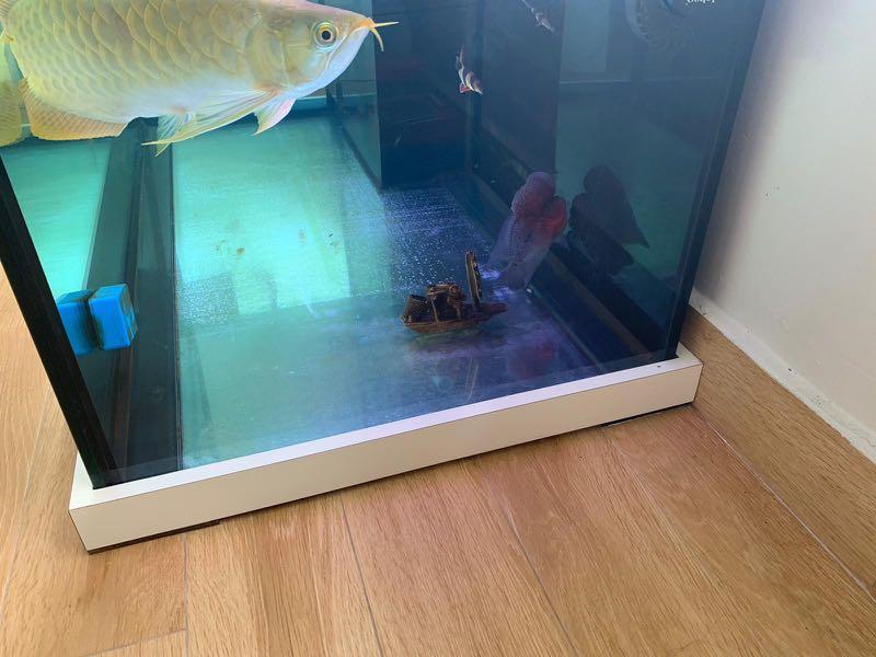 5ft x 2ft x 2ft fish tank , Pet Supplies, Homes & Other Pet Accessories ...
