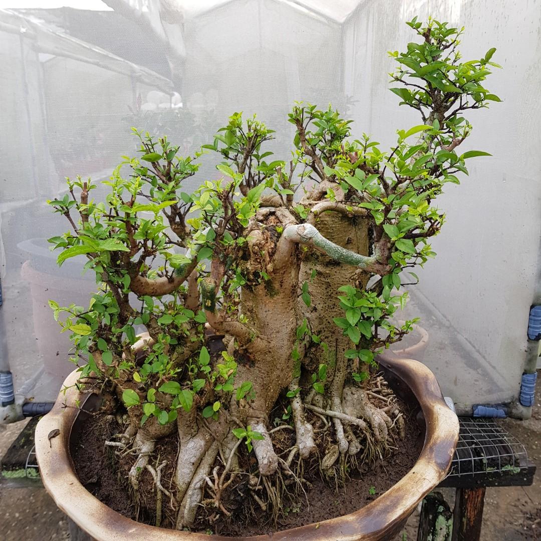 Giant shui mei, Furniture & Home Living, Gardening, Plants & Seeds on ...