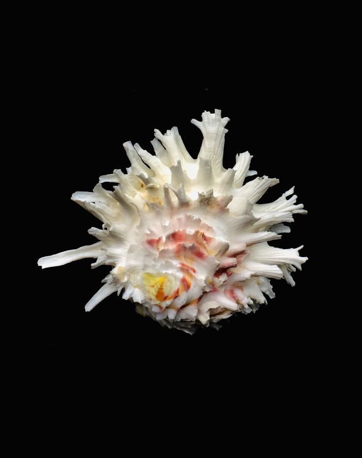 Lazarus Jewel Box Seashell, Women's Fashion, Jewelry & Organisers ...