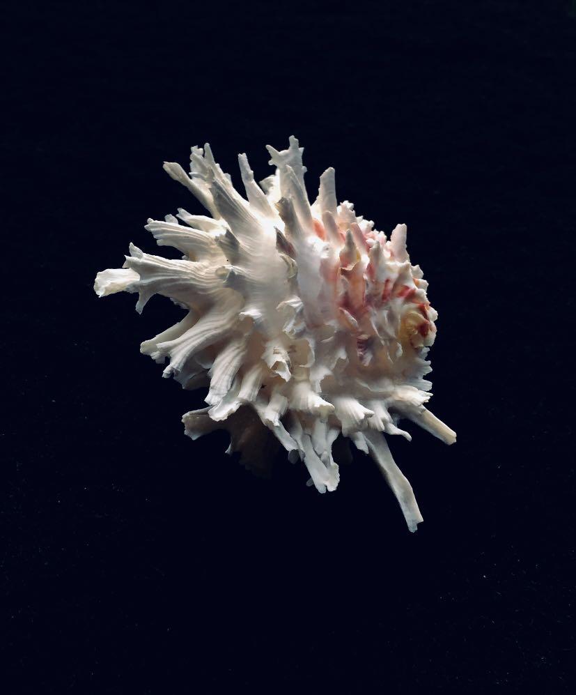 Lazarus Jewel Box Seashell, Women's Fashion, Jewelry & Organisers ...