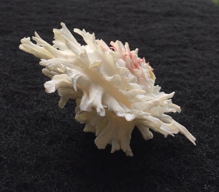 Lazarus Jewel Box Seashell, Women's Fashion, Jewelry & Organisers ...