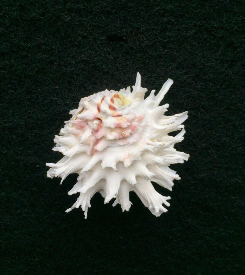 Lazarus Jewel Box Seashell, Women's Fashion, Jewelry & Organisers ...