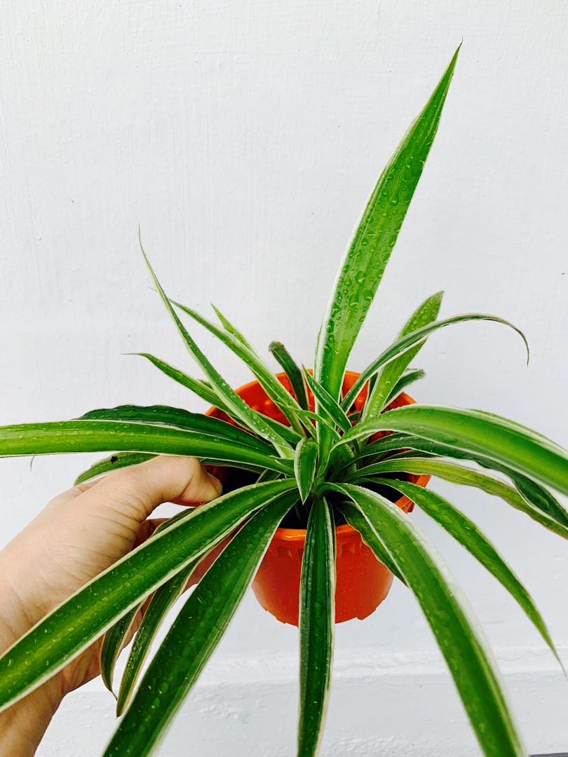 Spider ivy - Chlorophytum comosum, Furniture & Home Living, Gardening ...