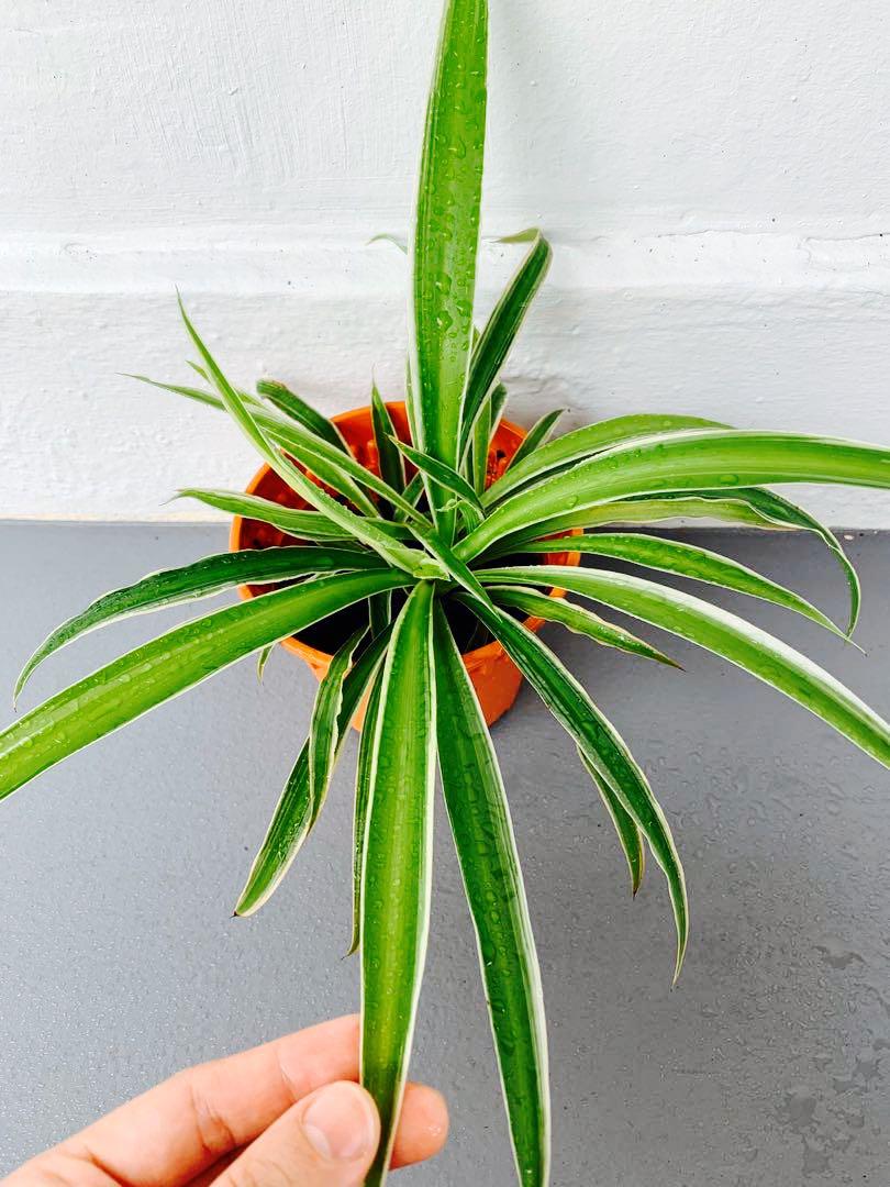 Spider ivy - Chlorophytum comosum, Furniture & Home Living, Gardening ...