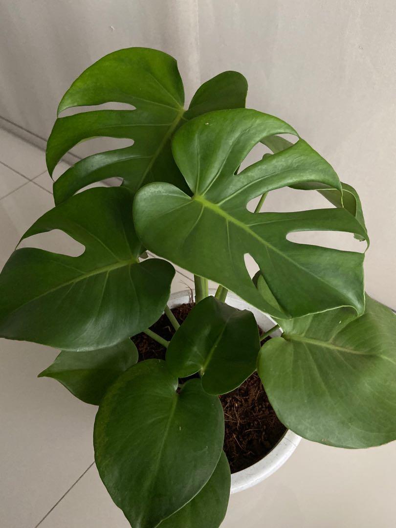 Monstera Deliciosa // Monstera REAL PLANT // VIRAL monstera plant ...