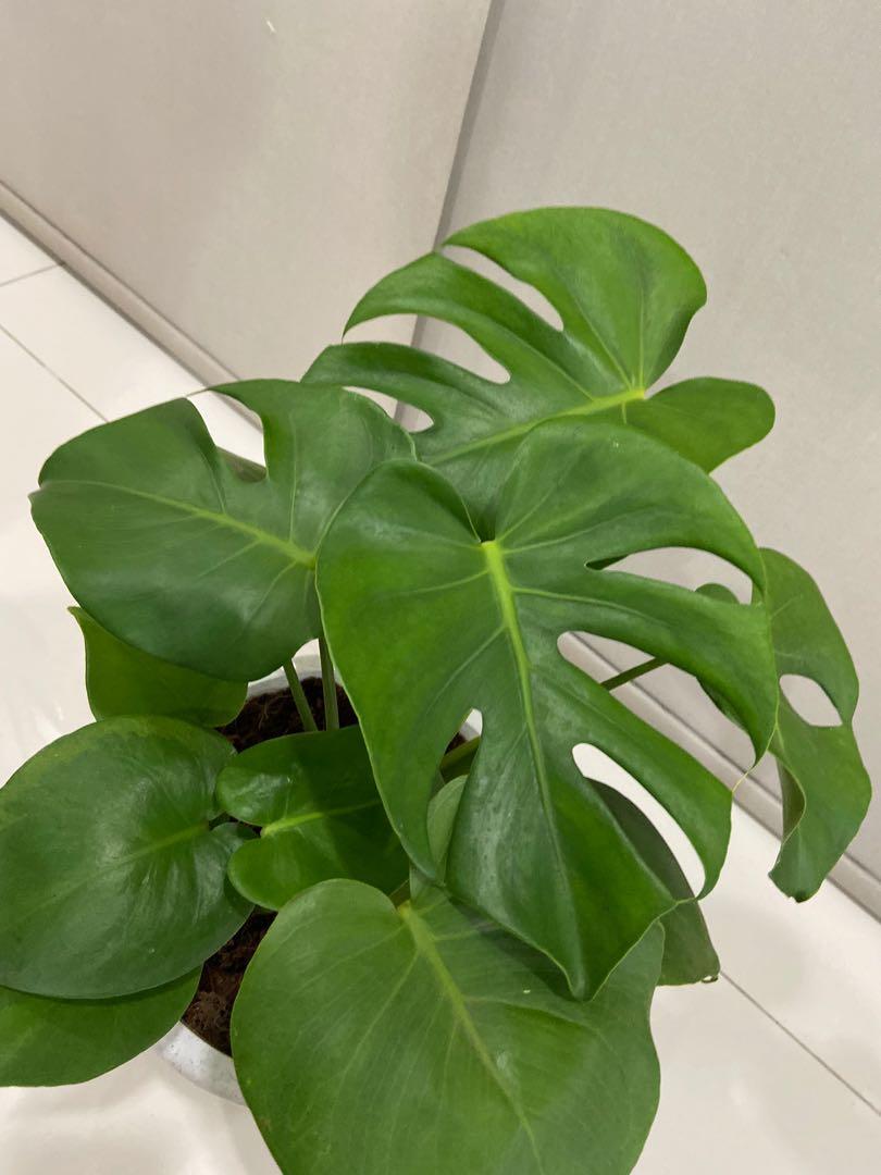 Monstera Deliciosa // Monstera REAL PLANT // VIRAL monstera plant ...