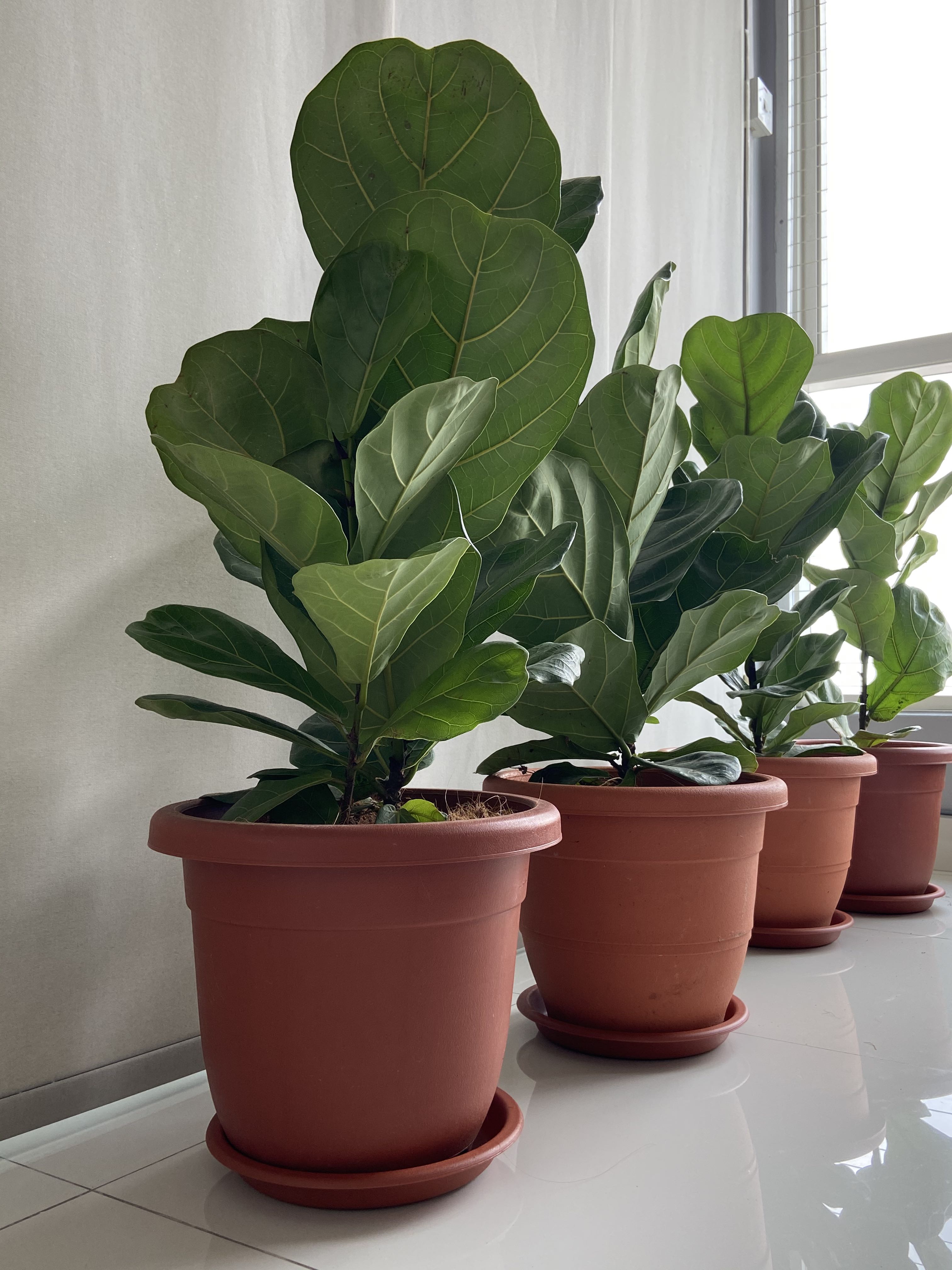 Fiddle Leaf Fig // Ficus Lyrata REAL PLANT INDOOR PLANT / POKOK HIDUP ...
