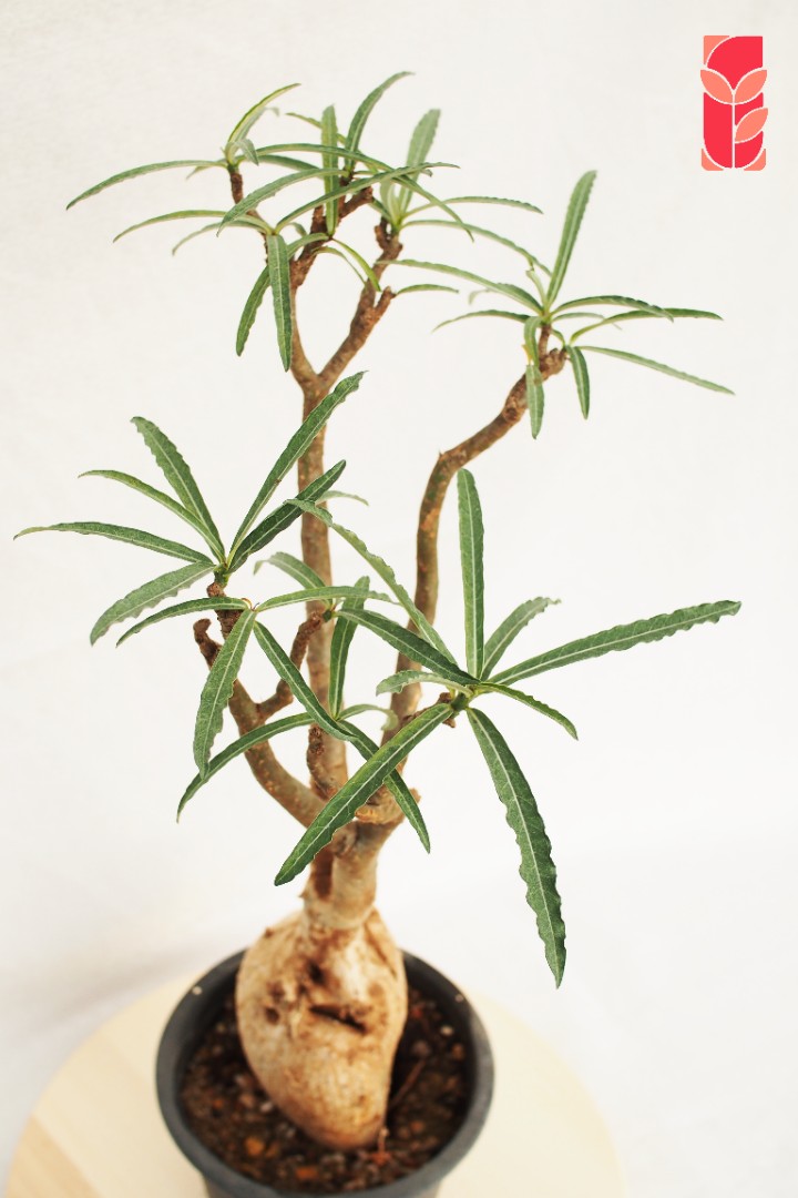 Adenium Nova tanzania, Furniture & Home Living, Gardening, Plants ...