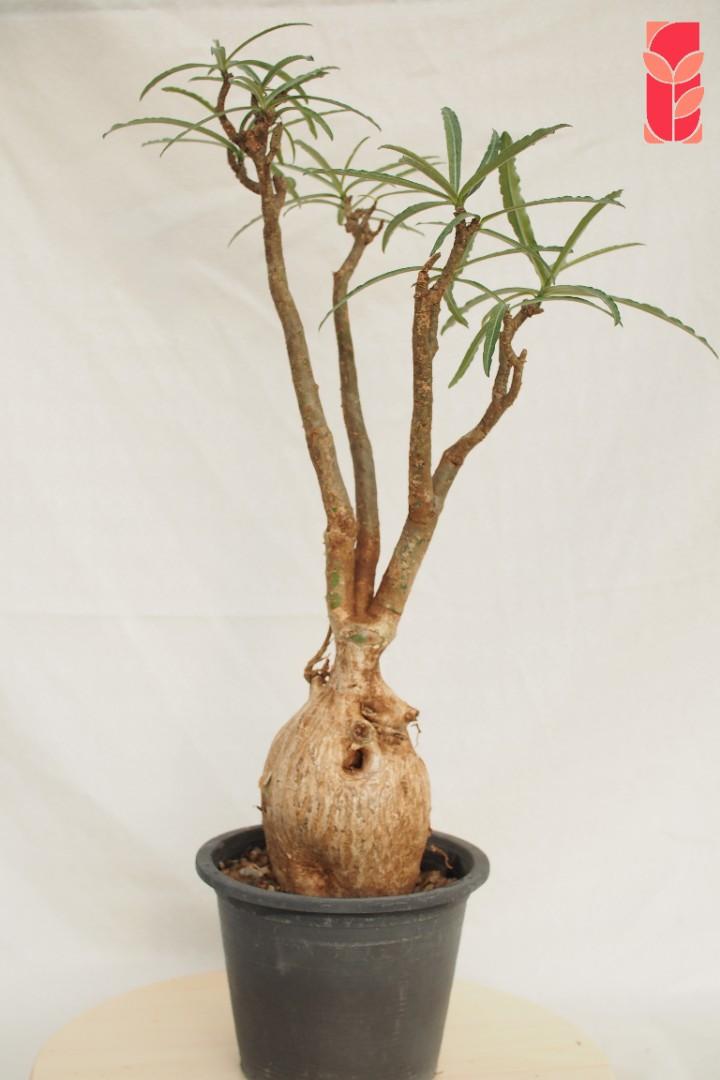 Adenium Nova tanzania, Furniture & Home Living, Gardening, Plants ...