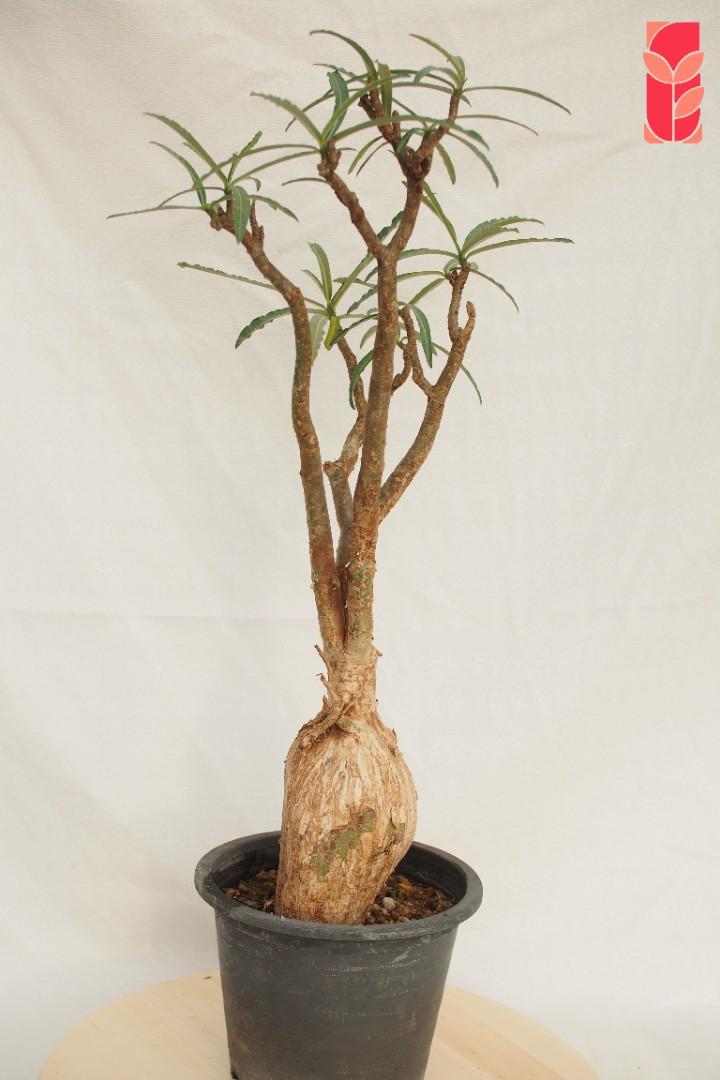 Adenium Nova tanzania, Furniture & Home Living, Gardening, Plants ...