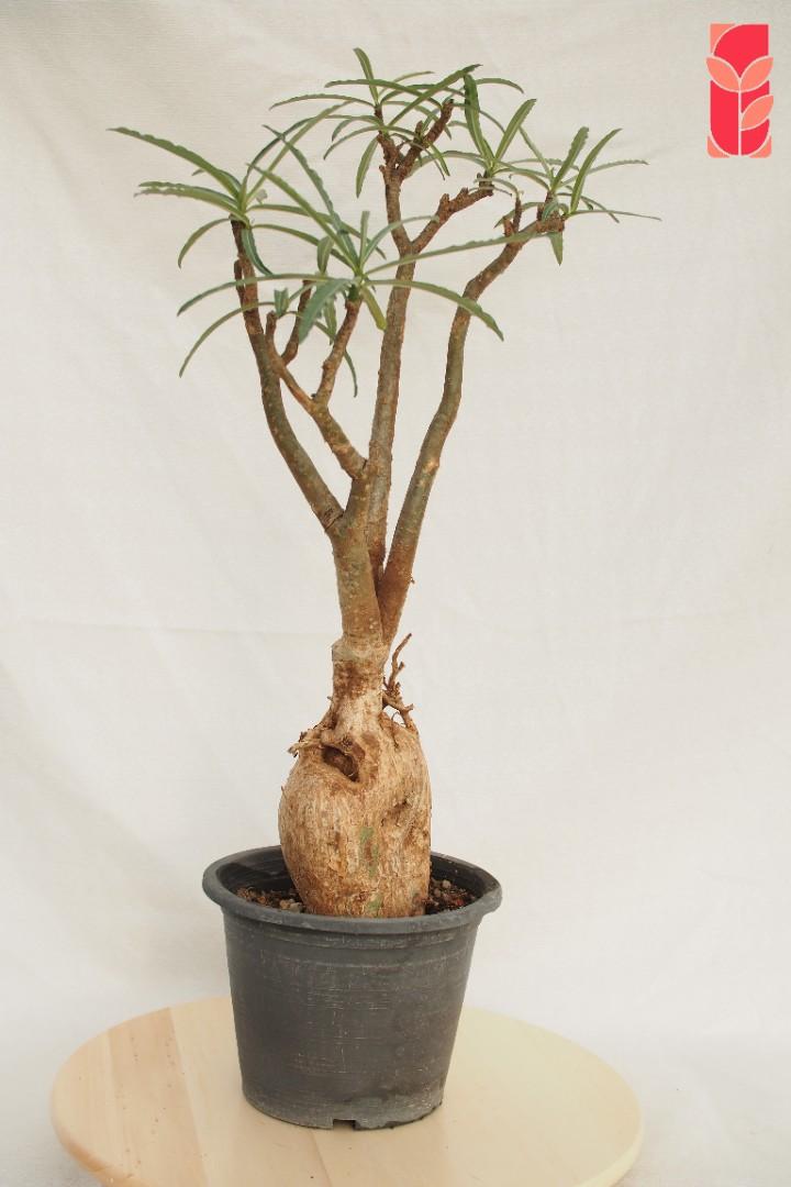 Adenium Nova tanzania, Furniture & Home Living, Gardening, Plants ...