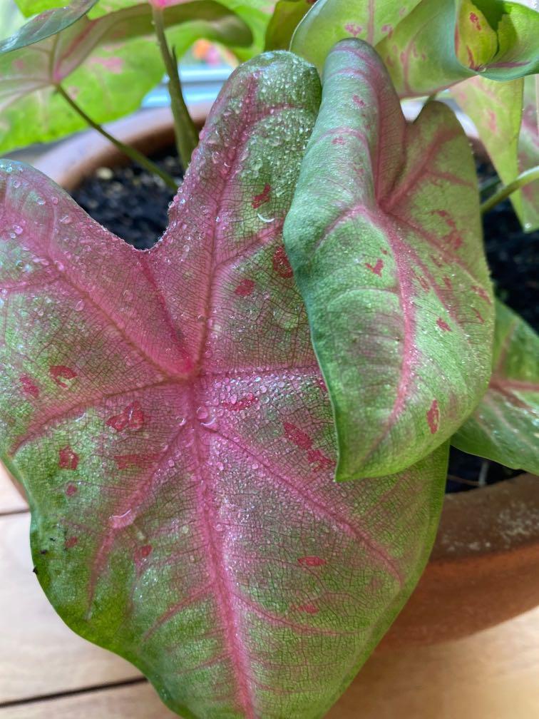 Pretty Pink Caladium, Furniture & Home Living, Home Decor, Artificial ...