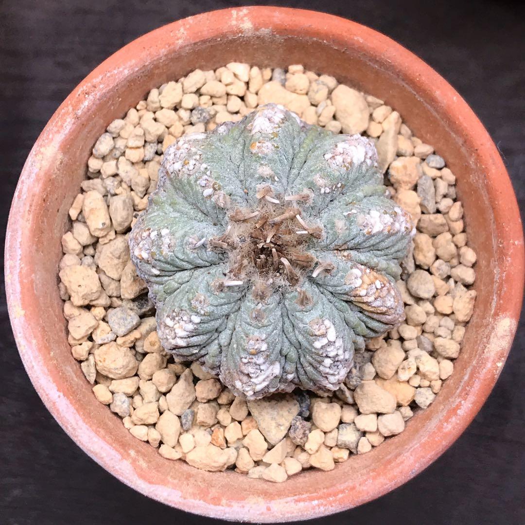 Aztekium Ritteri (video available), Furniture & Home Living, Gardening ...