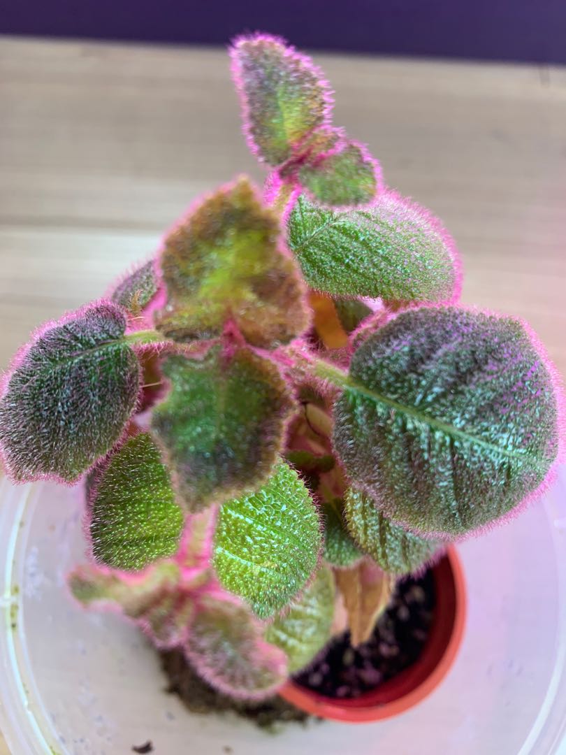 Episcia La Soledad Bronze (Rare), Furniture & Home Living, Gardening ...