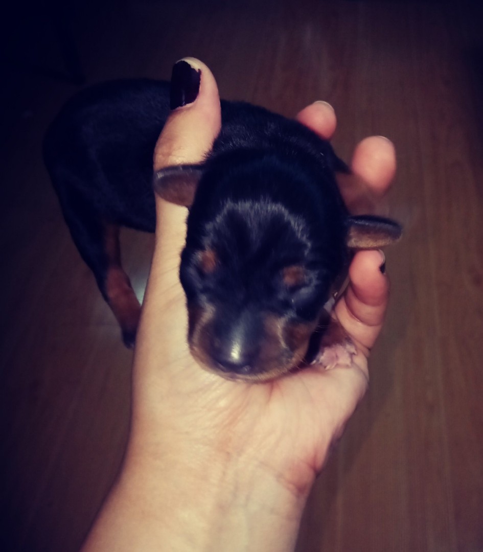 Mini Pinscher x German Shepherd, Looking For on Carousell