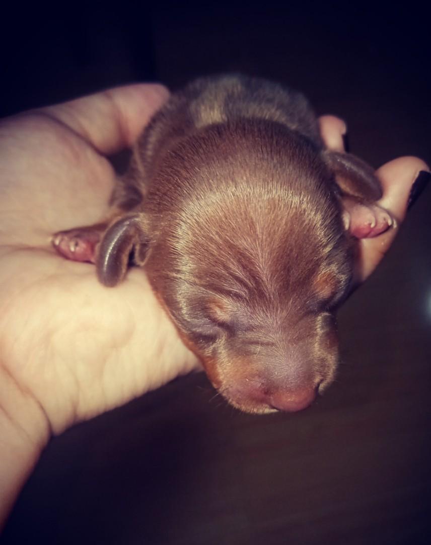 Mini Pinscher x German Shepherd, Looking For on Carousell