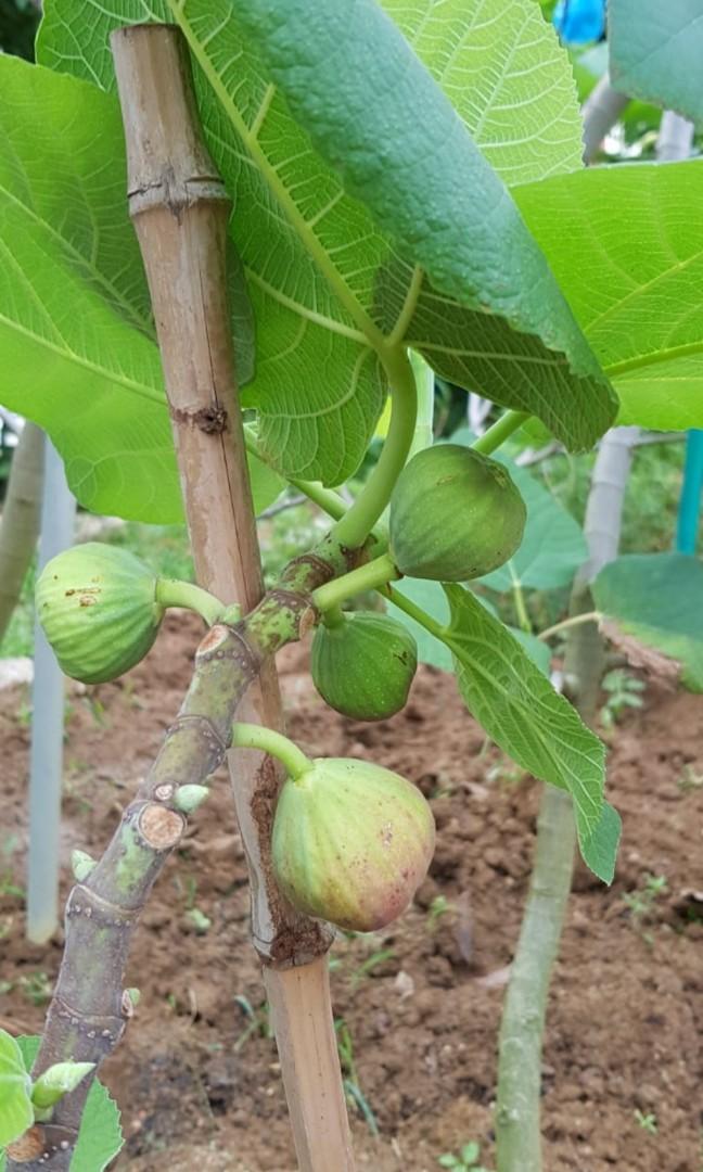 Iraqi Fig Plant, Furniture & Home Living, Gardening, Plants & Seeds on ...