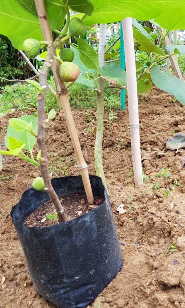 Iraqi Fig Plant, Furniture & Home Living, Gardening, Plants & Seeds on ...
