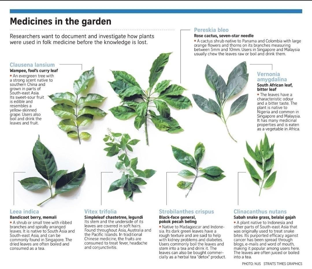 Herb - Sabah Snake Grass, Furniture & Home Living, Gardening, Plants ...