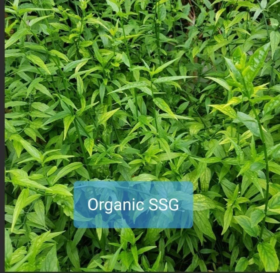 Herb - Sabah Snake Grass, Furniture & Home Living, Gardening, Plants ...