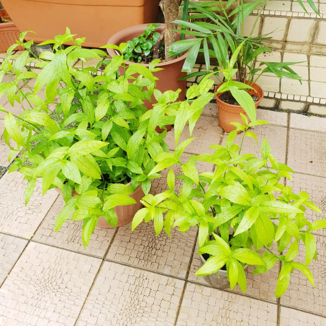 Herb - Sabah Snake Grass, Furniture & Home Living, Gardening, Plants ...