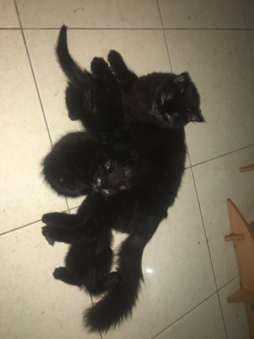 Kucing Anggora Hitam