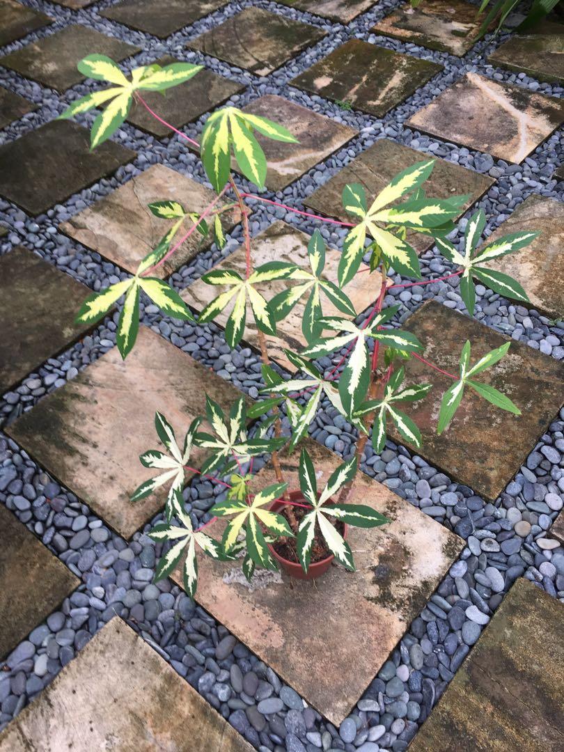 Manihot Esculenta ( Variegated ), Furniture & Home Living, Gardening, Plants & Seeds on Carousell