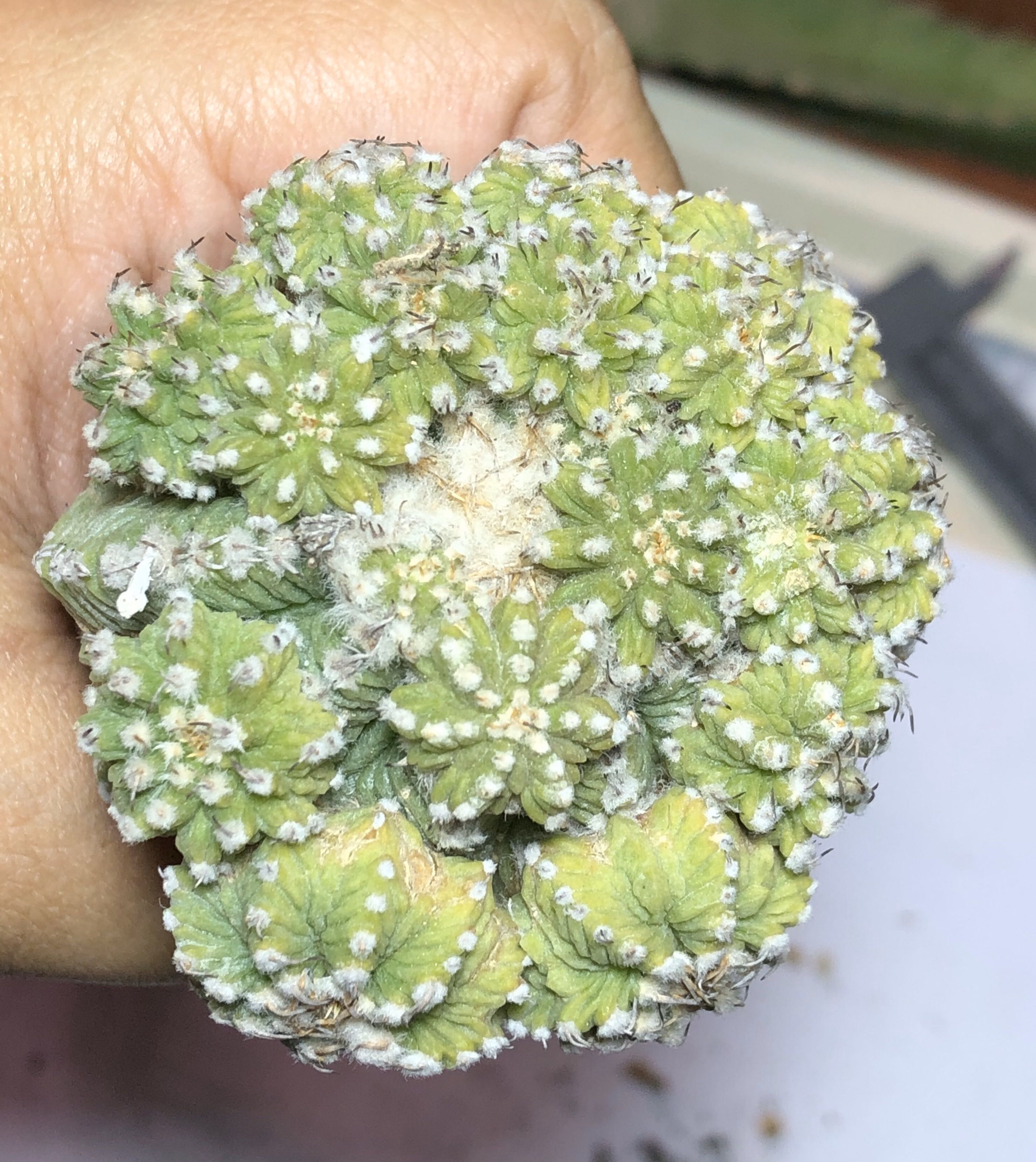 Aztekium Ritteri cluster grafted -6cm, Furniture & Home Living ...