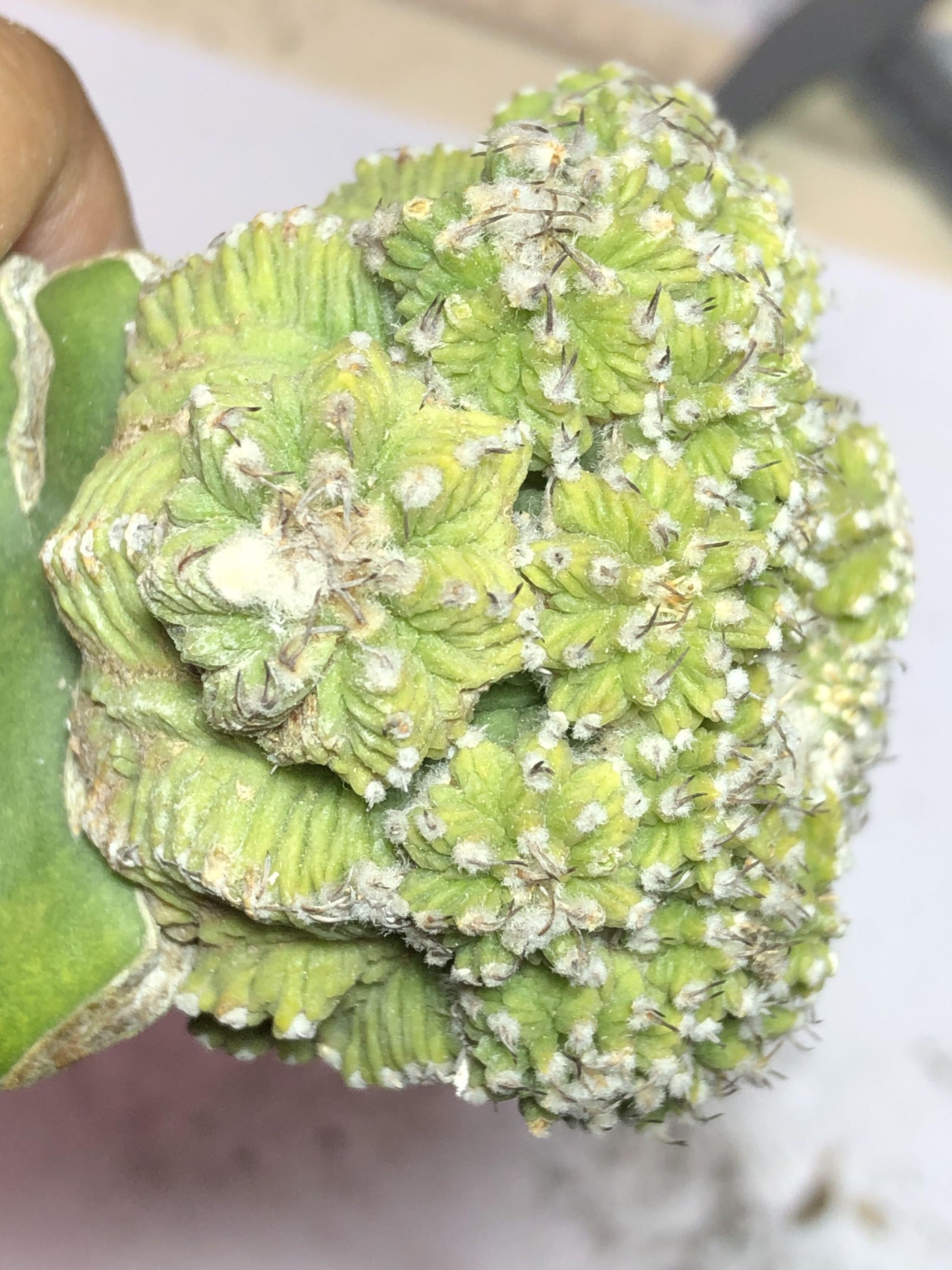 Aztekium Ritteri cluster grafted -6cm, Furniture & Home Living ...