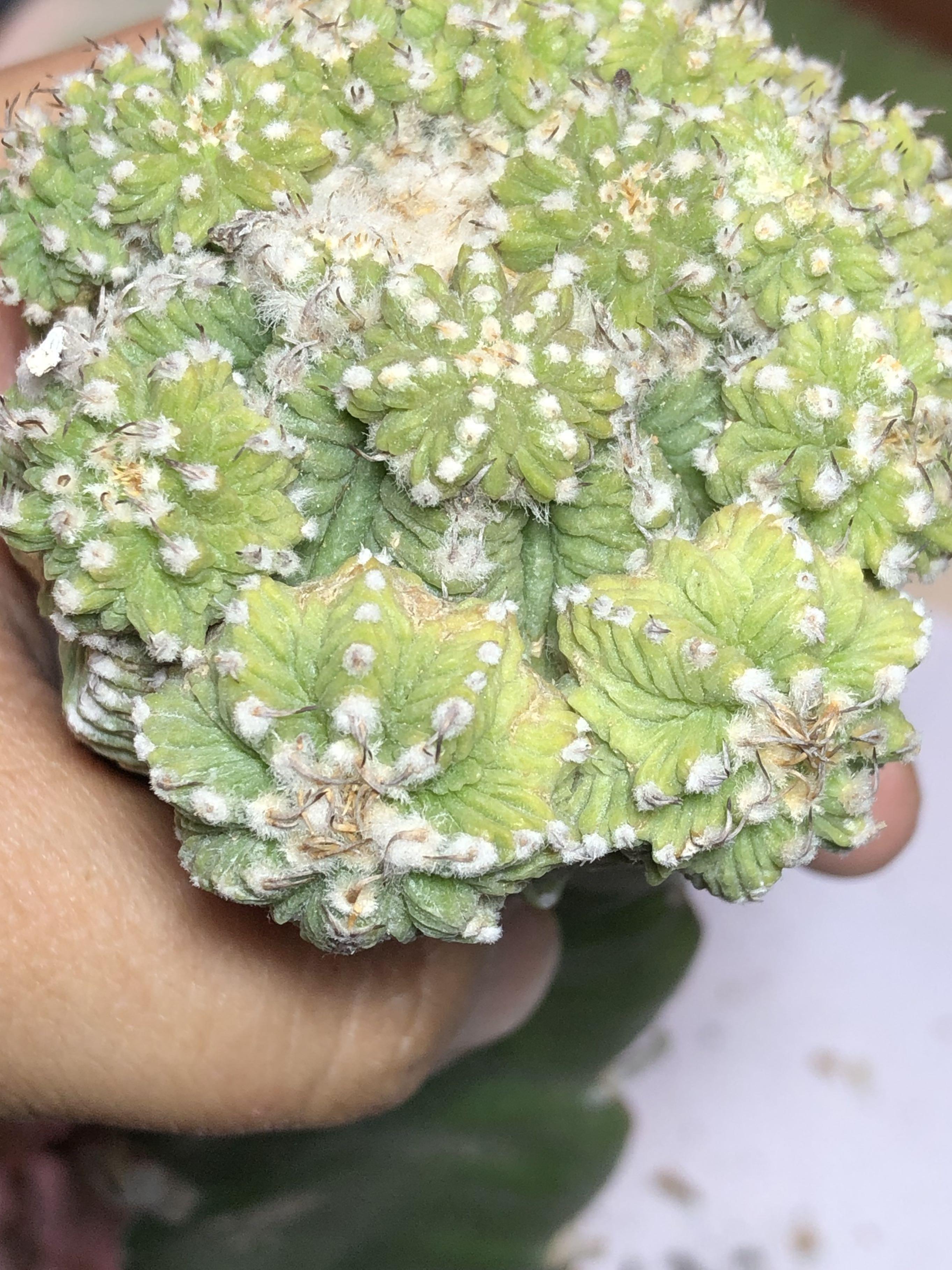 Aztekium Ritteri cluster grafted -6cm, Furniture & Home Living ...