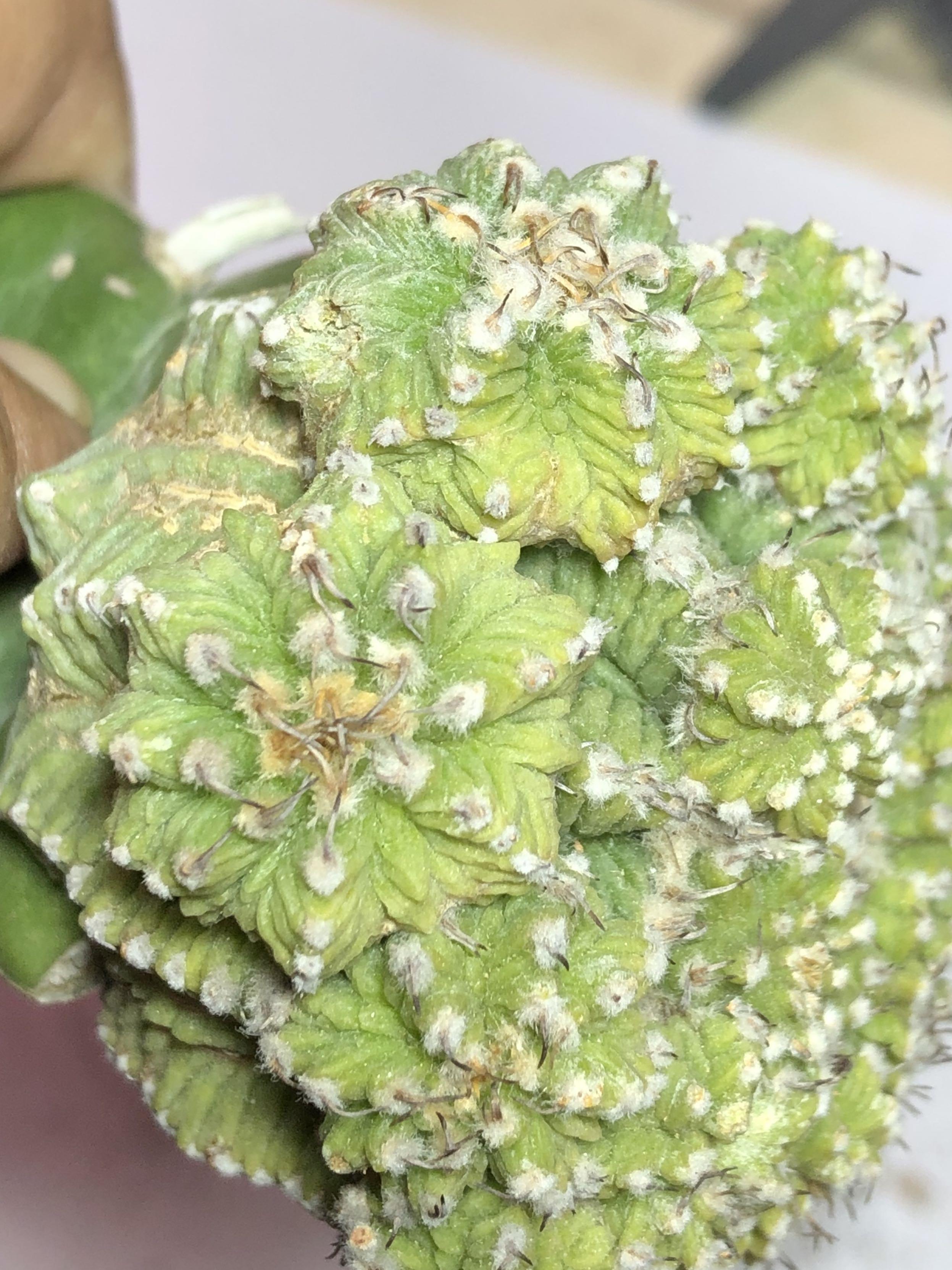 Aztekium Ritteri cluster grafted -6cm, Furniture & Home Living ...