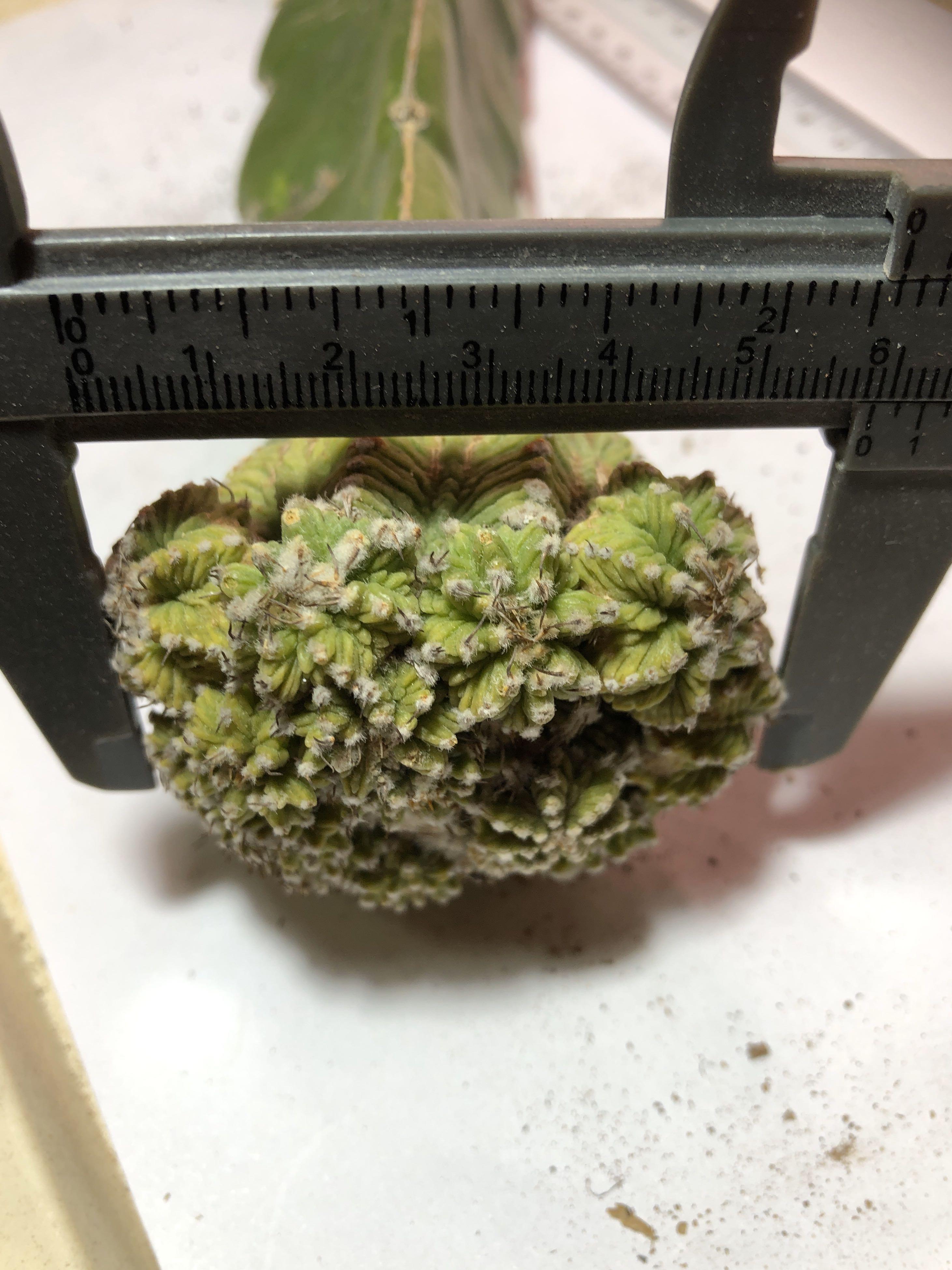 Aztekium Ritteri cluster grafted -6cm, Furniture & Home Living ...