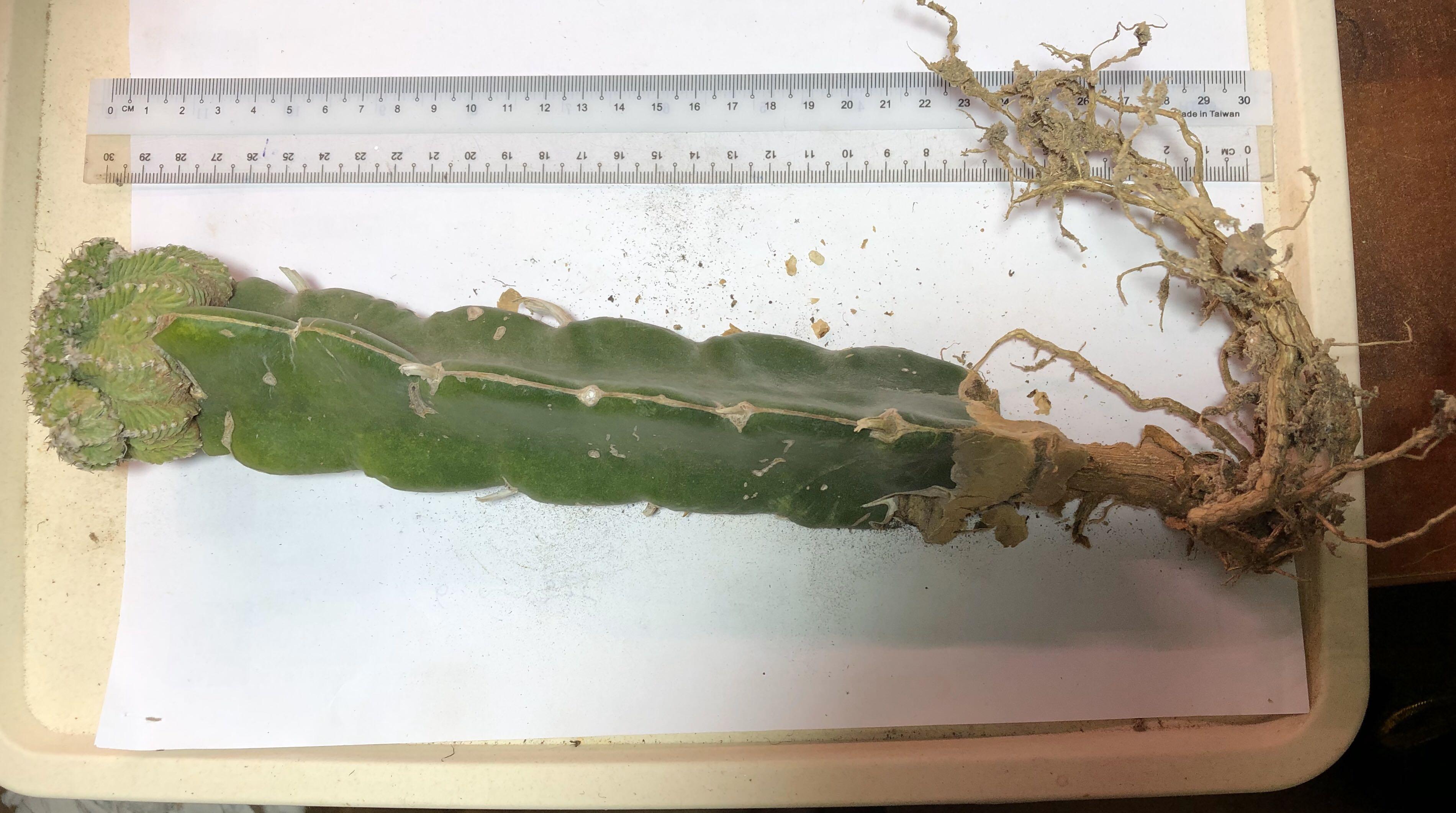 Aztekium Ritteri cluster grafted -6cm, Furniture & Home Living ...