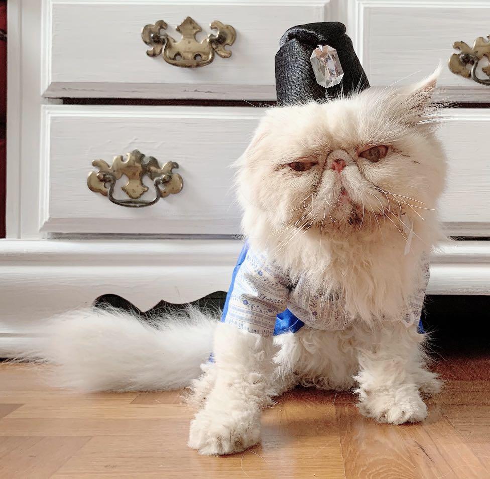 Cat Hari Raya Baju Kurung !, Pet Supplies, Health & Grooming on Carousell