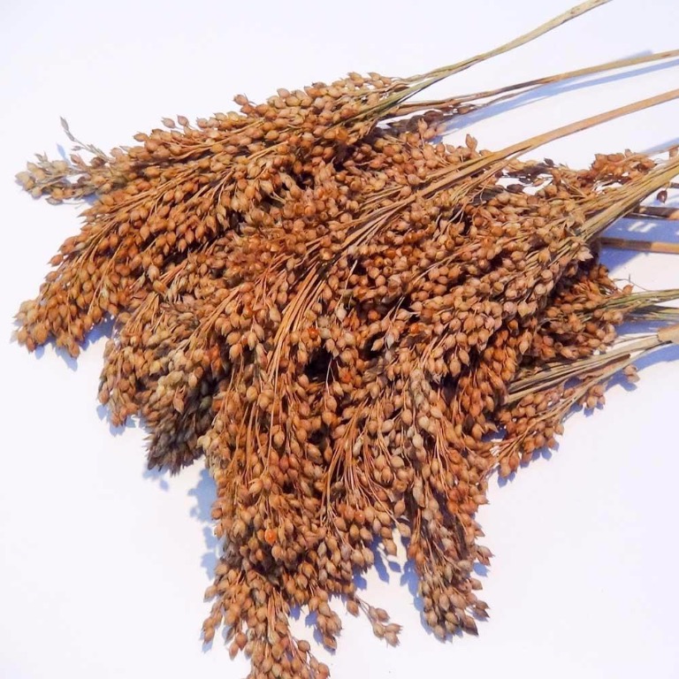 Red panicle millet spray, Pet Supplies, For Small Animals, Pet Food on ...