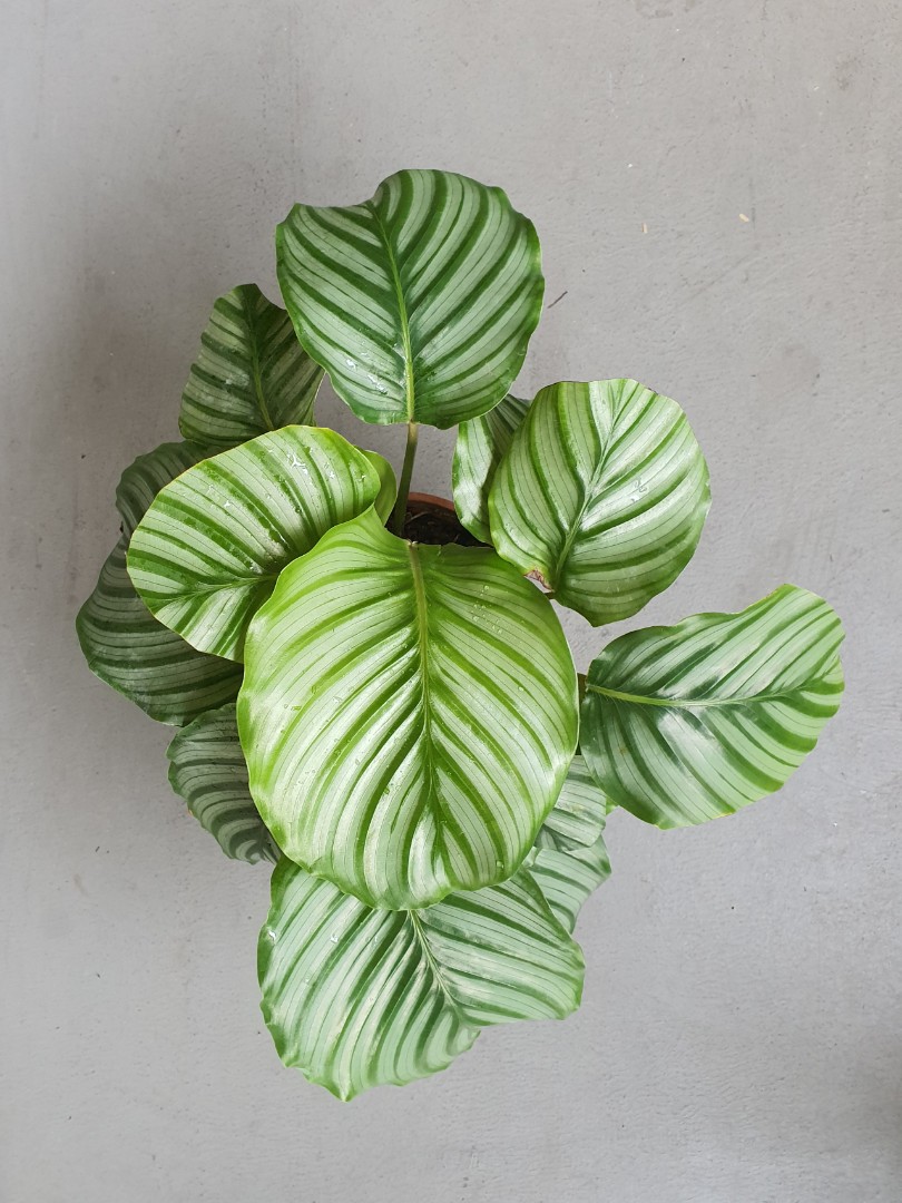 Calathea Orbifolia - "Big Plant", Furniture & Home Living, Gardening ...