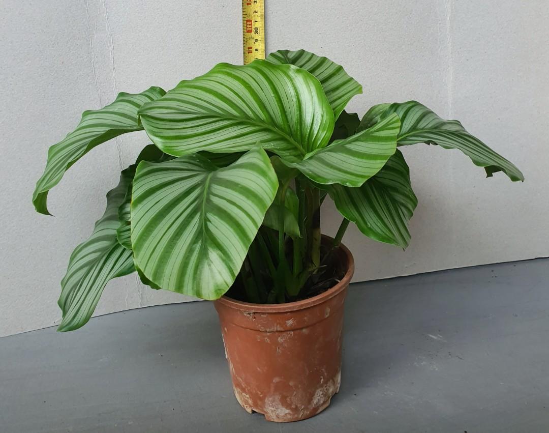 Calathea Orbifolia - "Big Plant", Furniture & Home Living, Gardening ...