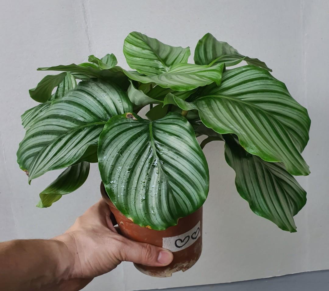 Calathea Orbifolia - "Big Plant", Furniture & Home Living, Gardening ...