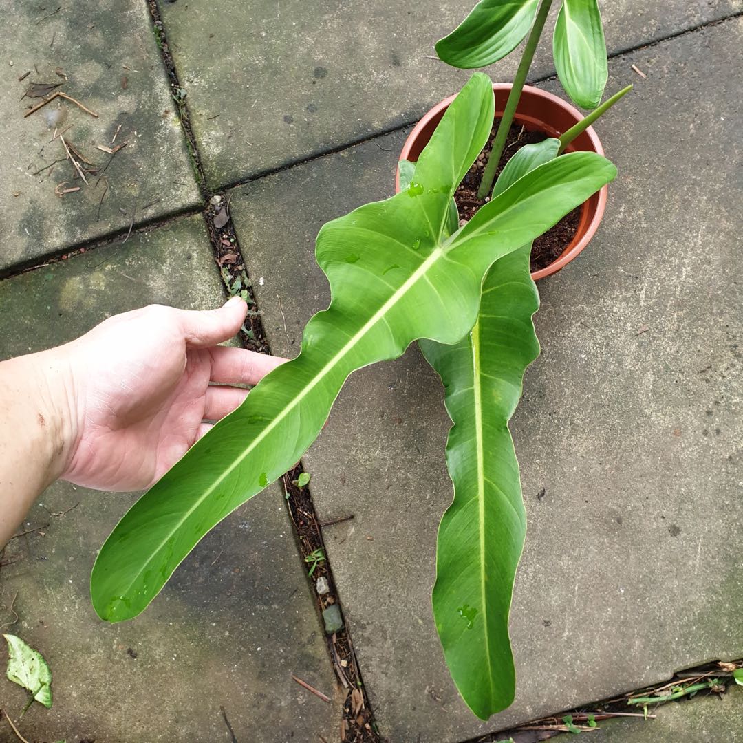 philodendron jerry horne, Furniture & Home Living, Gardening, Plants ...